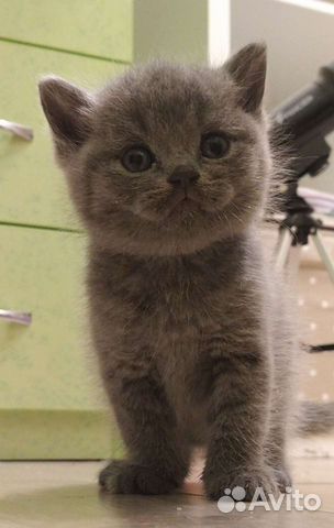 Британские котята