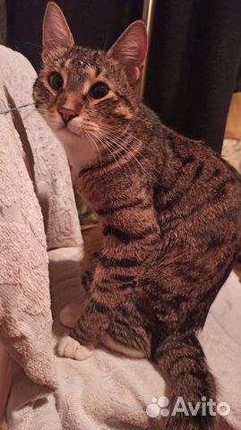 Кот
