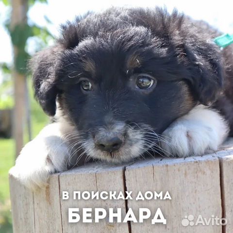 Бернард ищет дом