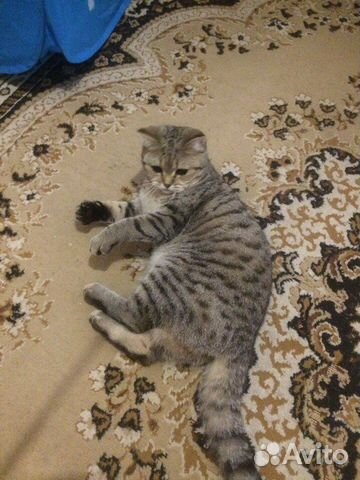 Британская (антистресс)