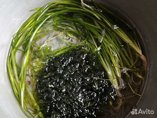 Валиснерия, сагитария и печеночный мох