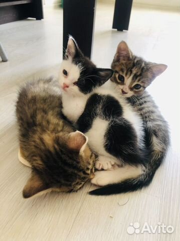 Котята от домашней кошки 1,5 месяца