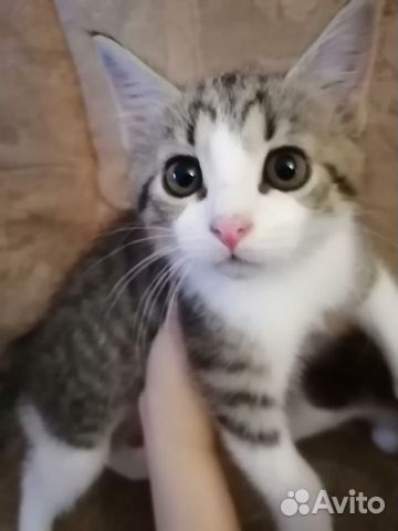 Полосатый котёнок Фунтик ищет семью)