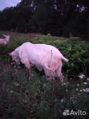 Зааненский козёл