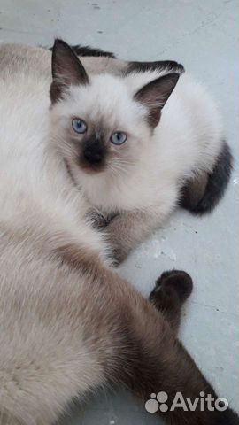 Сиамские котята