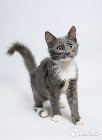 Котенок Тиша 3 мес