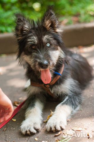 Щенок метис хаски ищет дом