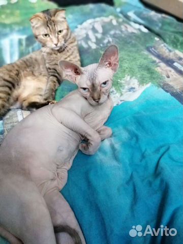 Кошка канадский сфинкс