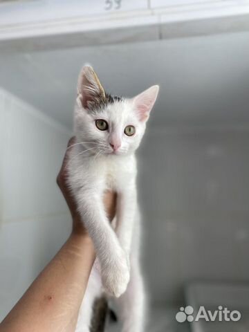 Прекрасный котёнок мальчик в добрые руки