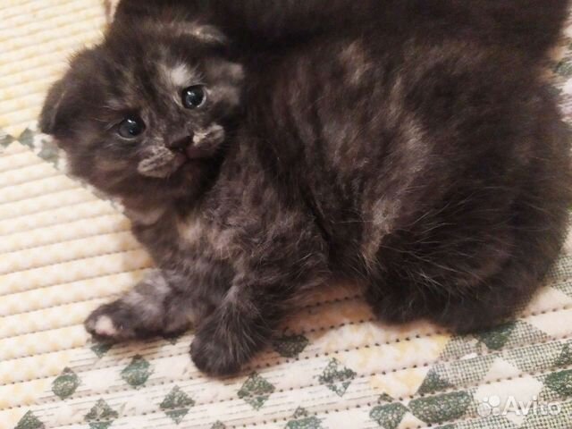Кошечка вислоухая