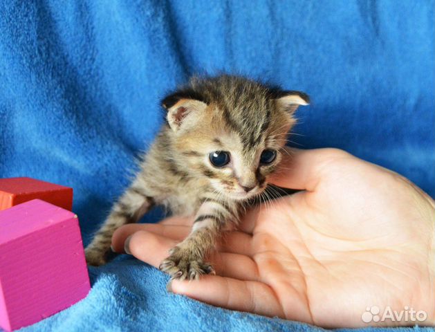 Котёнок Тигруля