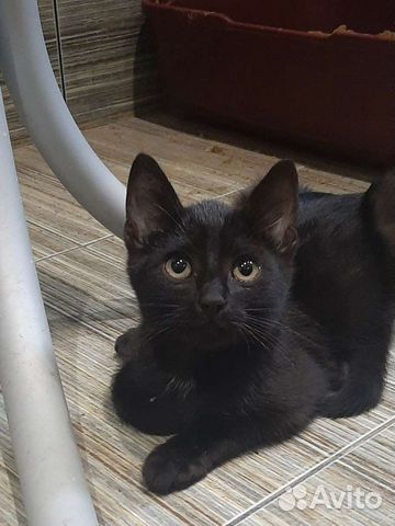 Черный котенок ищет семью