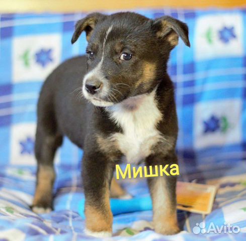 Мишка щен в добрые руки