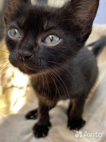 Котята в добрые руки бесплатно