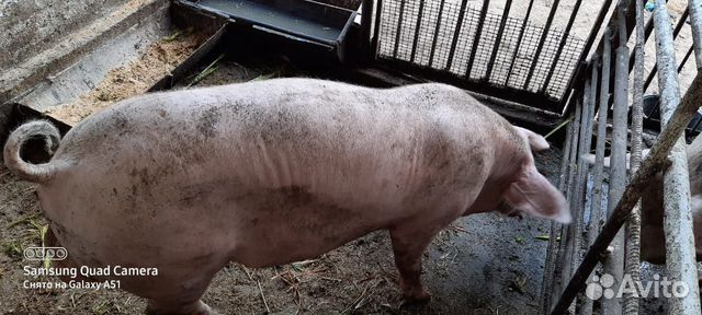 Хряк Пьетрен