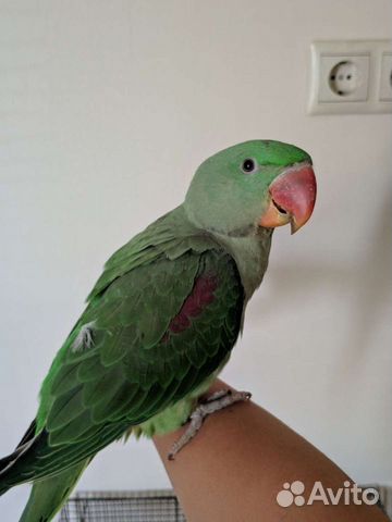 Александрийский попугай
