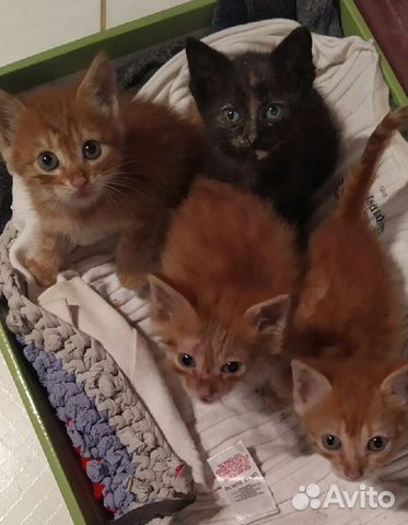 Три сыночка и лапочка дочка