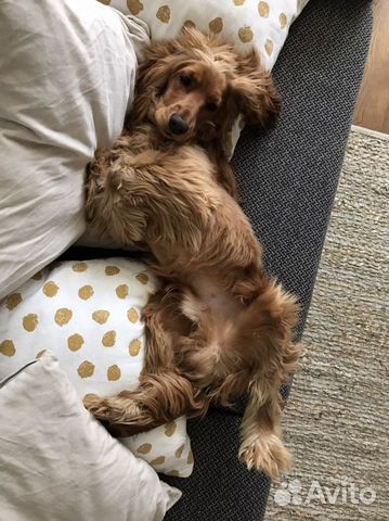 Английский коккер спаниель вязка