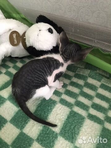 Котята сфинкс