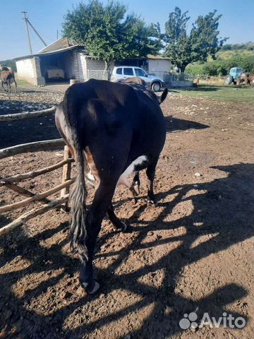 Корова перва телка