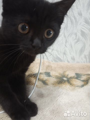 Кошка