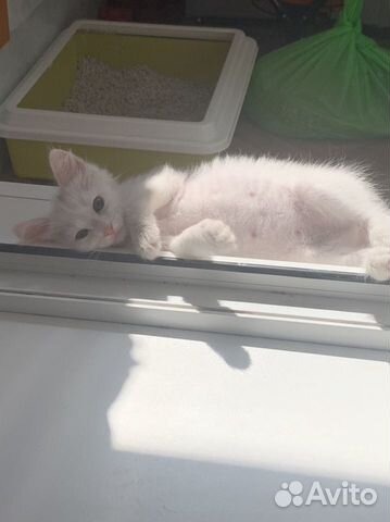 Котята бесплатно