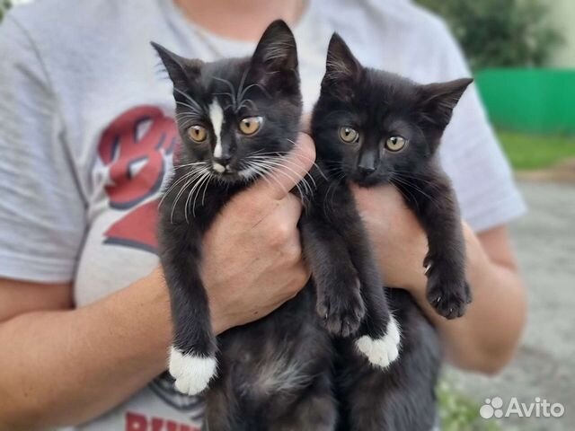 Котята Маркиза и Нега 2 мес, привиты, в квартиру