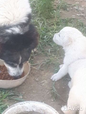 Щенки бесплатно