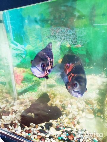 Рыба Астронотус тигровый