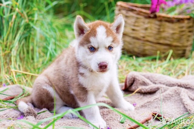 Чистокровные Сибирские Хаски