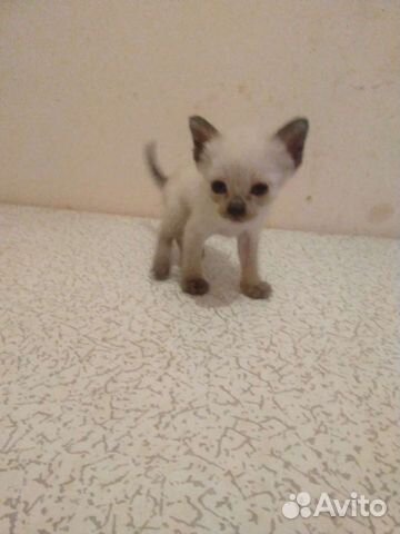 Продается тайская кошечка в хорошие руки