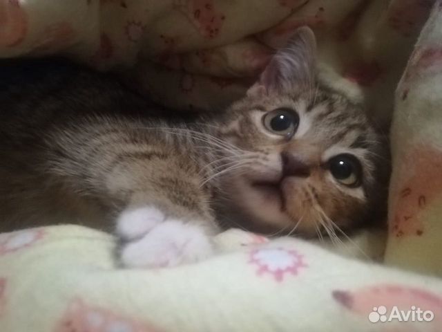 Котенок девочка 3 месяца