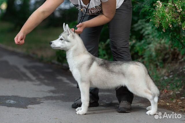 Хаски РКФ