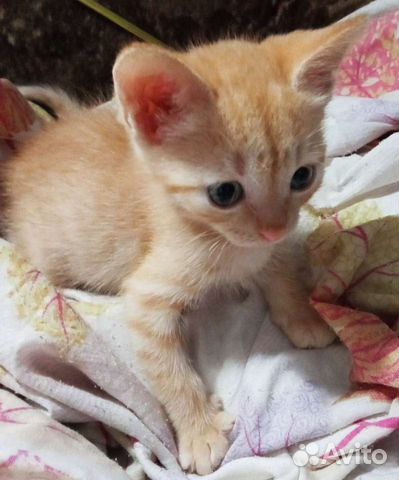 Лучик солнышка в семью