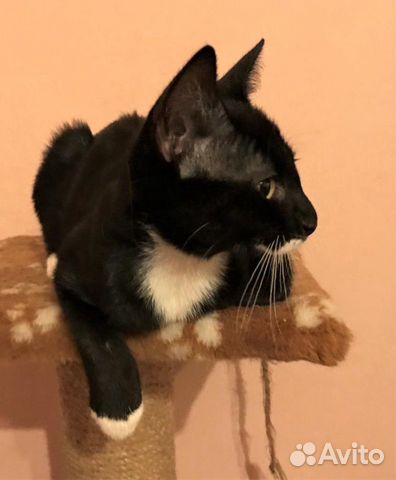 Очень ласковый котенок