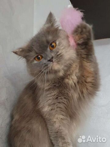 Кошечка-полубританка