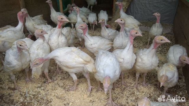 Индюшата месячные