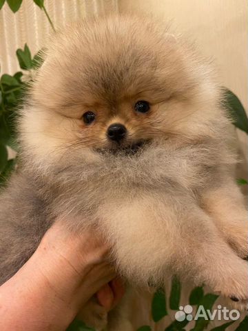 Пушистое чудо