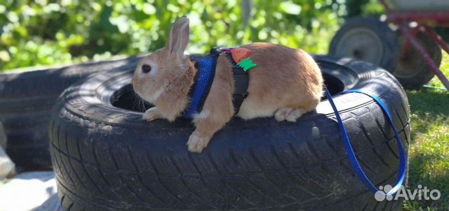 Ищем крольчиху для знакомства. Кролика зовут Марси