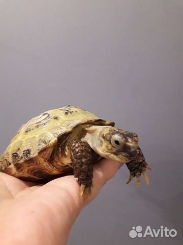 Черепашка сухопутная