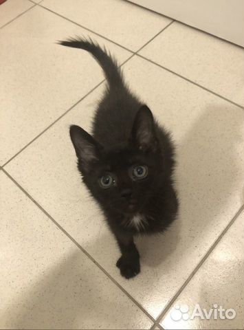 Черныш 2 месяца