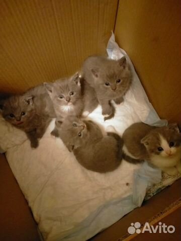 Котята помесь британки и двортерьер