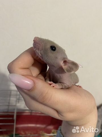 Крыса сфинкс