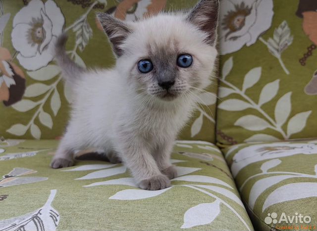 Британские котята