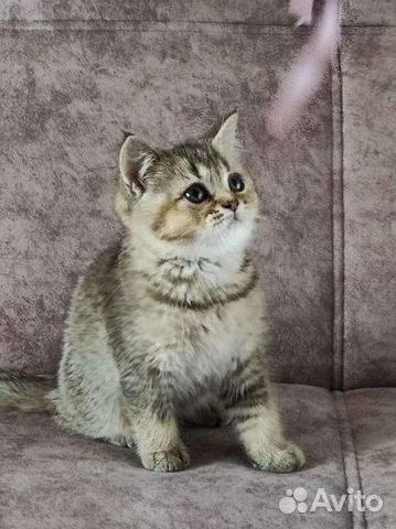 Британский котенок