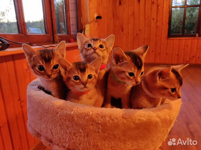 Абиссинские котята москва и московская область