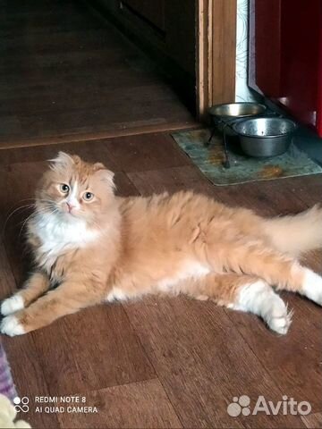 Вислоухий Красавчик 2 года