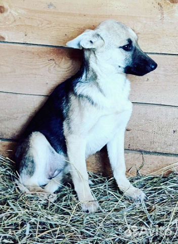 Щенята аля овчарята