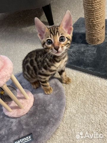Бенгальская кошка (котенок 2 месяца)