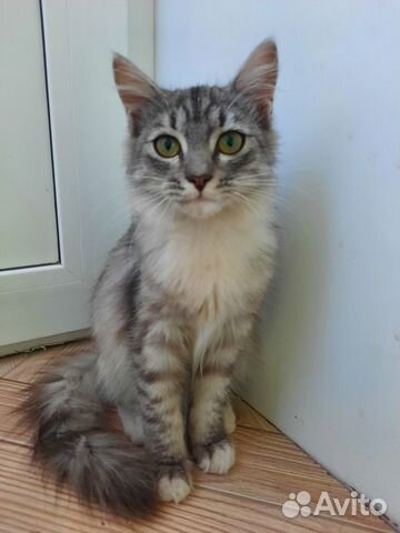 Кошечка, 3,5 мес